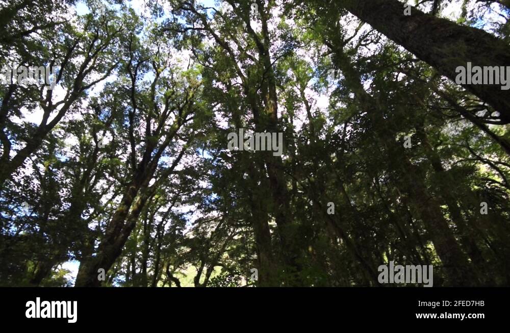 Jungle forest new zealand Stock Videos & Footage - HD and 4K Video ...