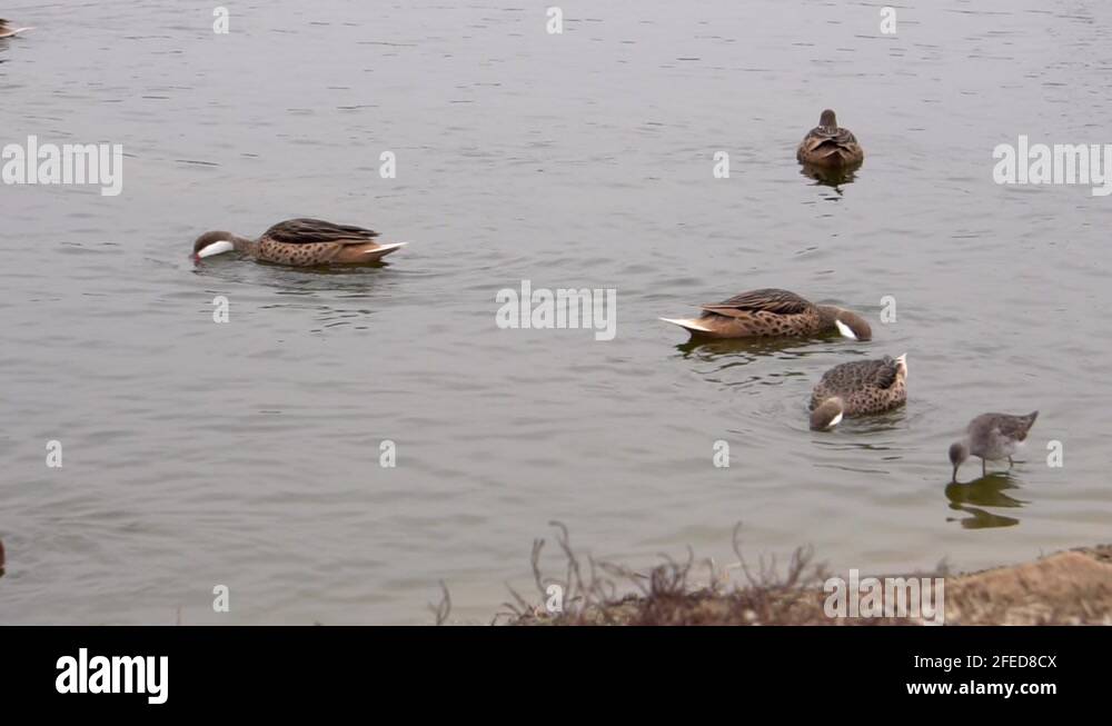 White-cheeked Pintail Duck and Andean Duck feeding in a pond slow ...