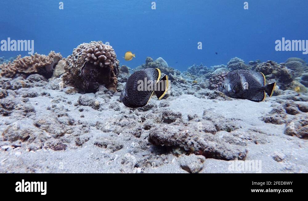 Fish gem Stock Videos & Footage - HD and 4K Video Clips - Alamy