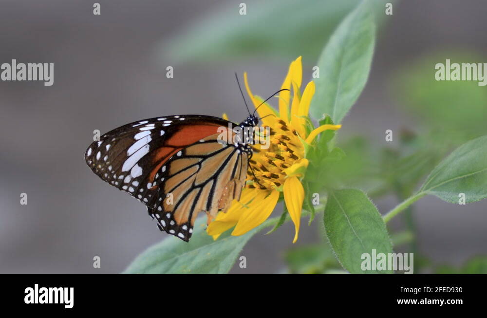 Working tiger Stock Videos & Footage - HD and 4K Video Clips - Alamy