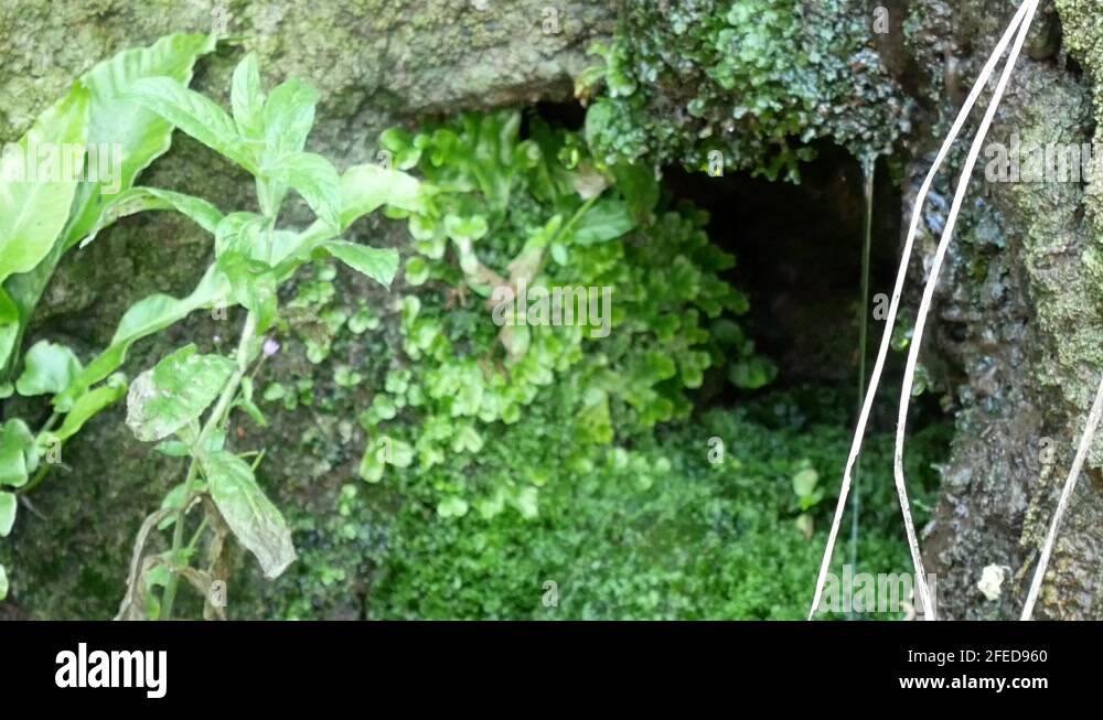 Pure fresh mountain spring water source dripping off rock wall plant ...