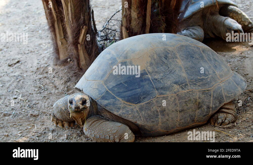 Adult turtle Stock Videos & Footage - HD and 4K Video Clips - Alamy