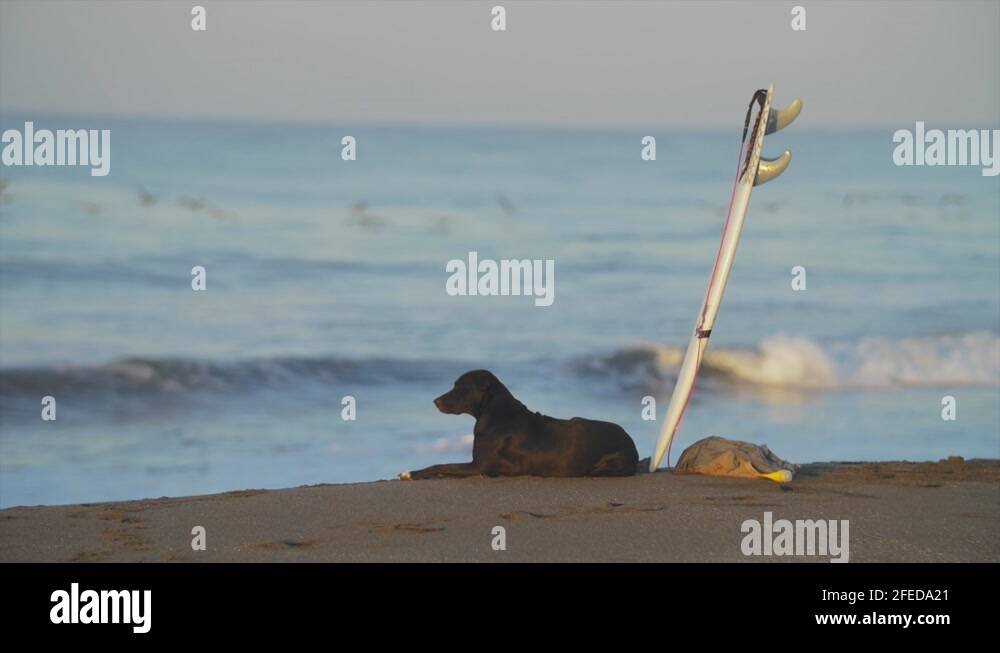 Stuck into ground Stock Videos & Footage - HD and 4K Video Clips - Alamy