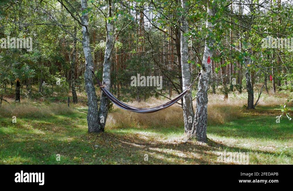 empty Hammock Hanging And Tied On The Tree Trunks At The Forest In A ...