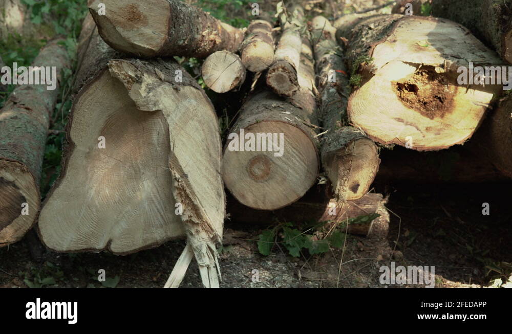 Poland cut trees Stock Videos & Footage - HD and 4K Video Clips - Alamy