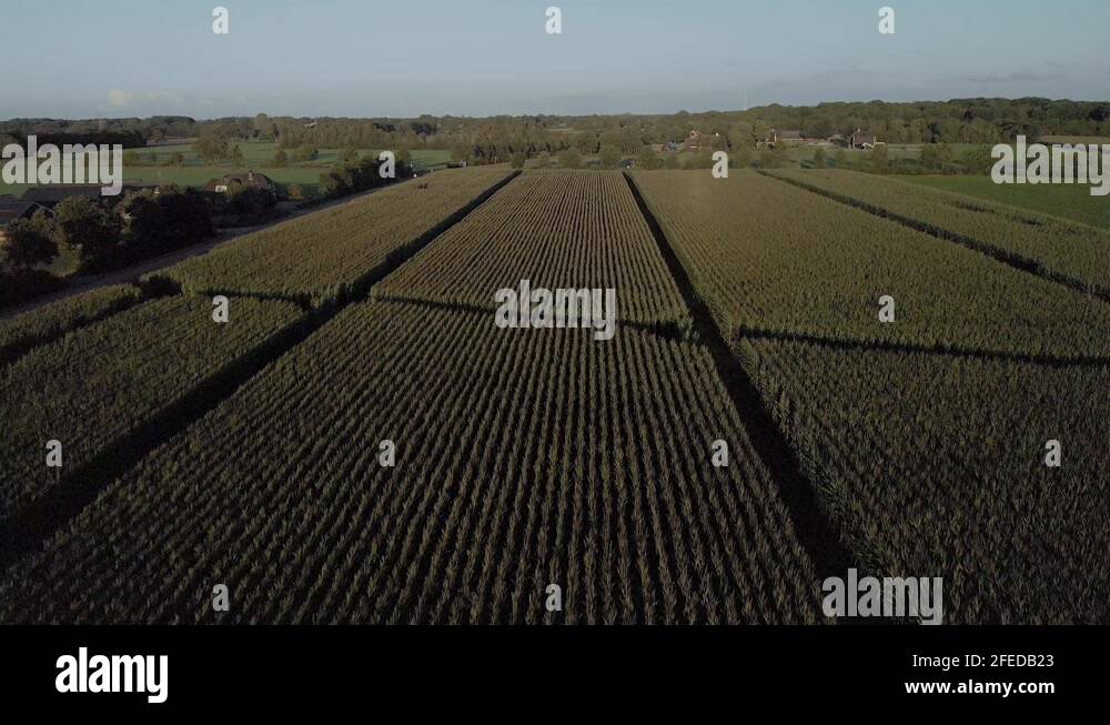 Grain markings Stock Videos & Footage - HD and 4K Video Clips - Alamy