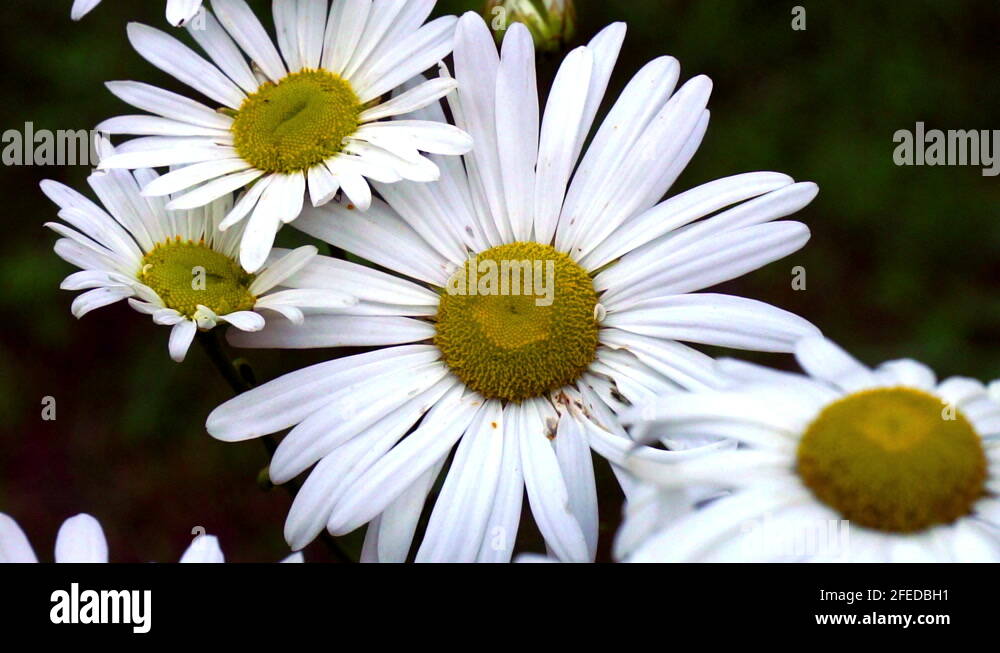 The daisy group Stock Videos & Footage - HD and 4K Video Clips - Alamy