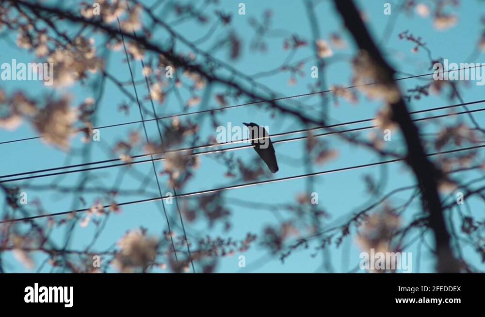 Crow Sitting On The Power Line In Kyoto, Japan With Beautiful Sakura ...