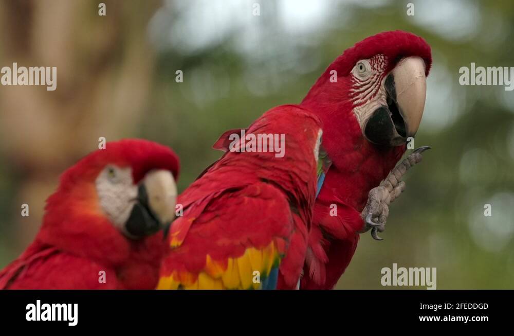 Squawk parrot Stock Videos & Footage - HD and 4K Video Clips - Alamy