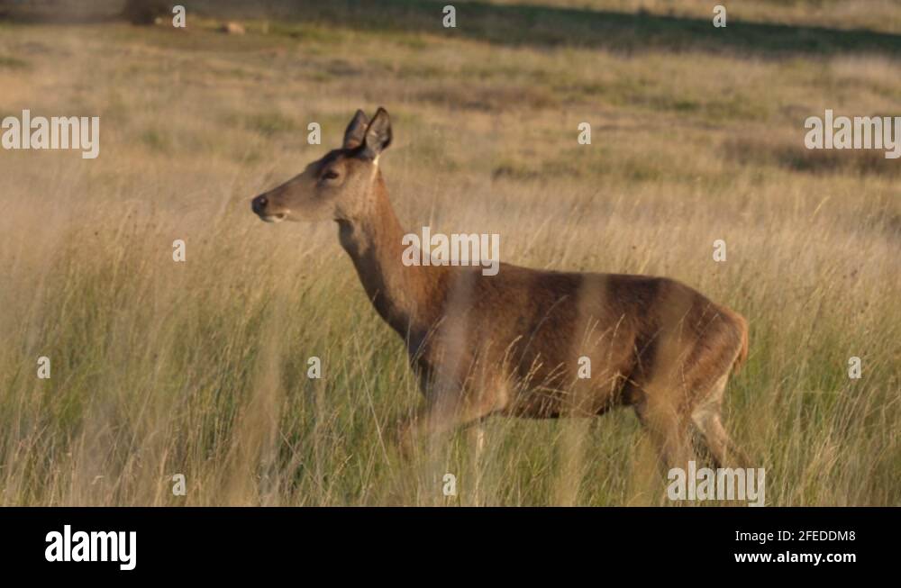 Female red deer doe Stock Videos & Footage - HD and 4K Video Clips - Alamy