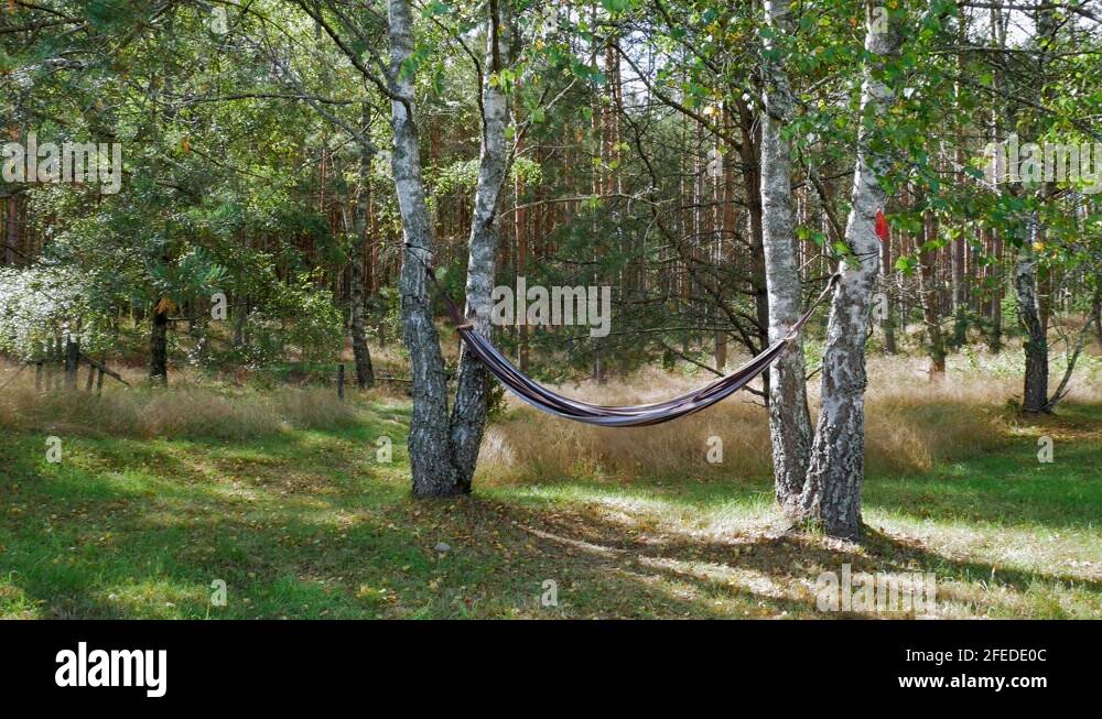 Hanging between trees Stock Videos & Footage - HD and 4K Video Clips ...