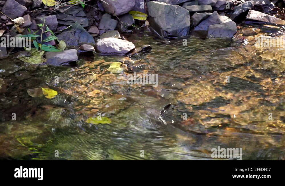 Riffles Stock Videos & Footage - HD and 4K Video Clips - Alamy