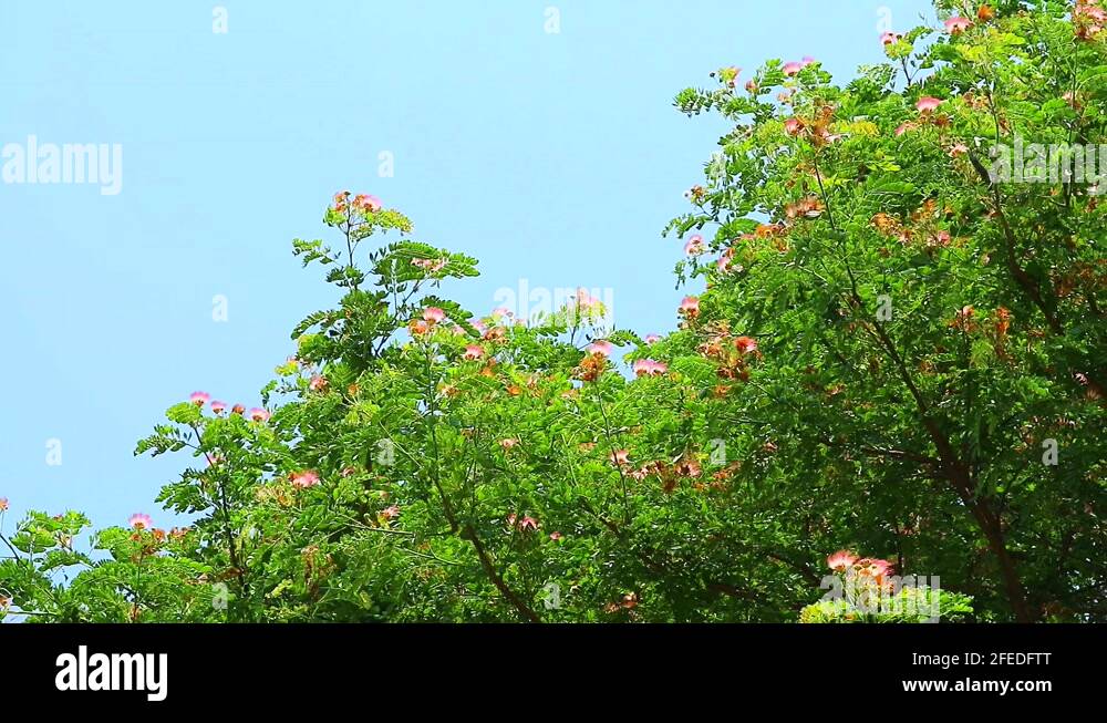 Rain Tree, East Indian Walnut, Monkey Pod Large perennial plant, 15-20 ...