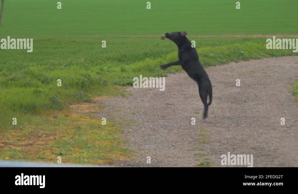 Funny dog fail Stock Videos & Footage - HD and 4K Video Clips - Alamy