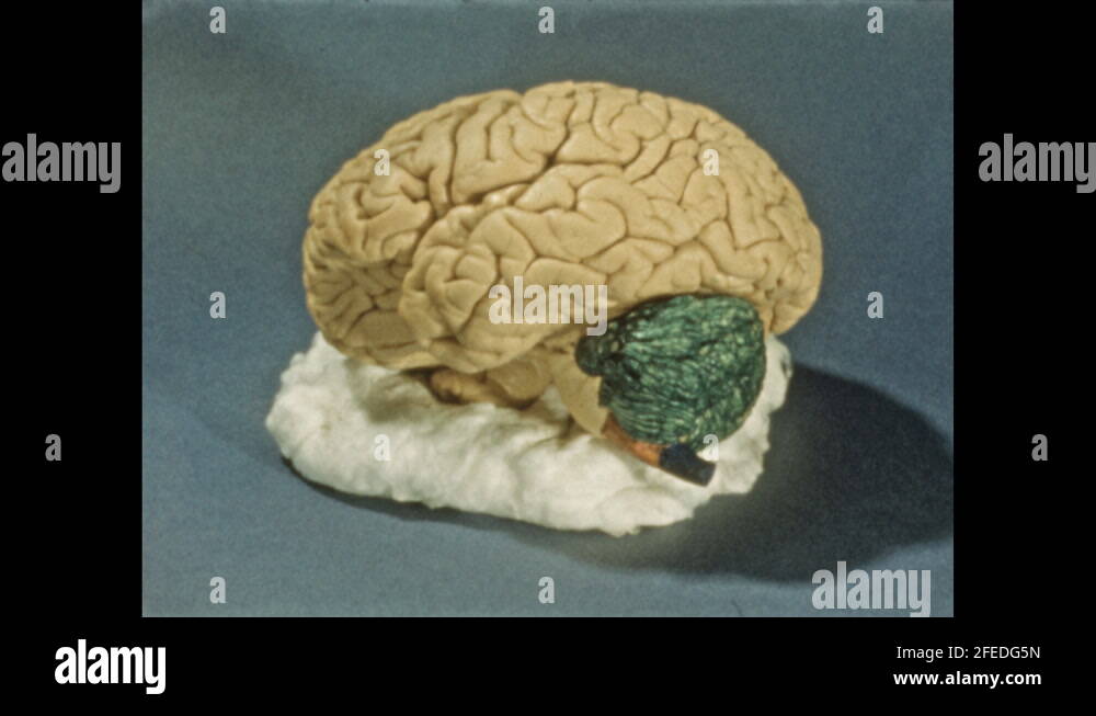Model of brain Stock Videos & Footage - HD and 4K Video Clips - Alamy