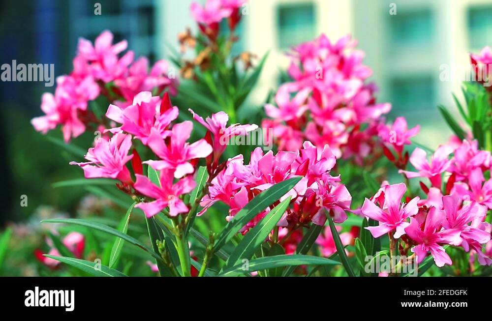 Rose bay leaf Stock Videos & Footage - HD and 4K Video Clips - Alamy