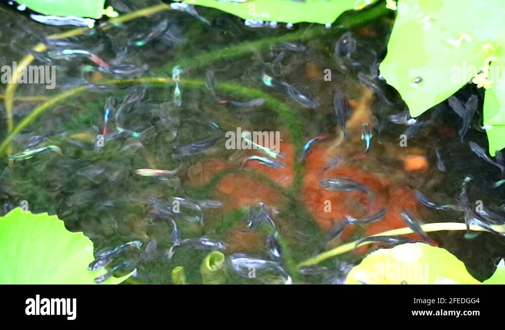 Lily pad fish Stock Videos & Footage - HD and 4K Video Clips - Alamy