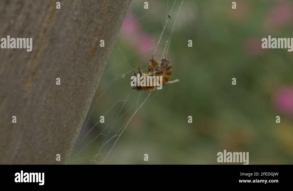 The bee was caught in the cobweb. Die Biene hat sich im Spinnennetz ...