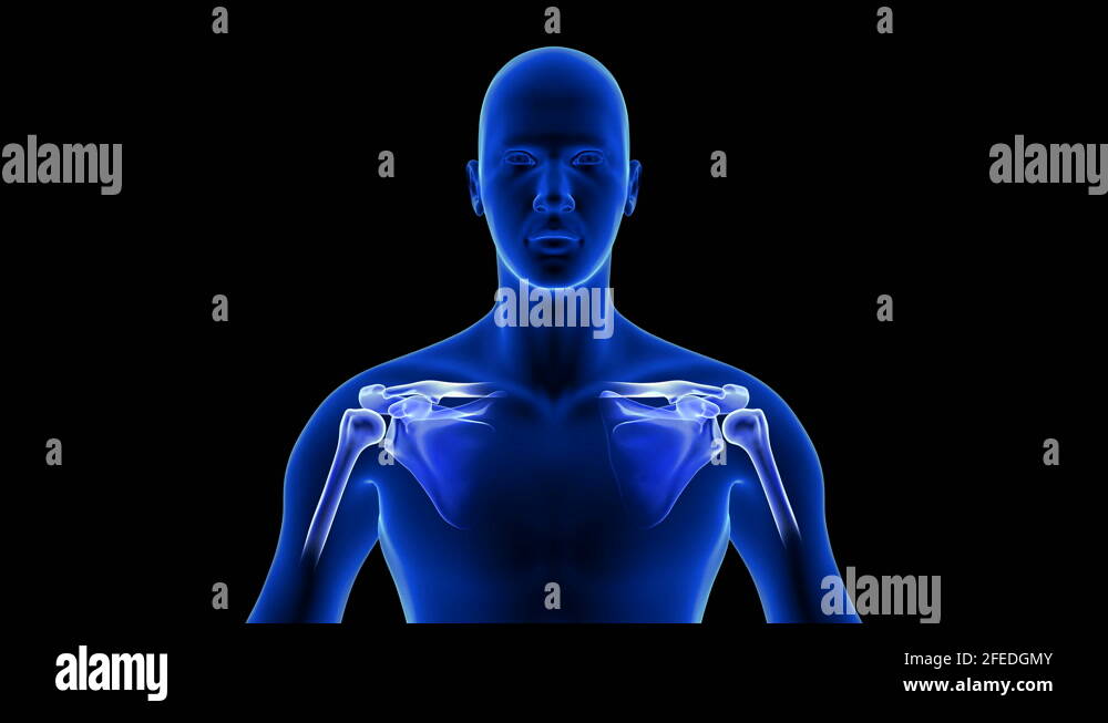 Shoulders Pain close-up animation - front view. Blue Human Anatomy Body ...