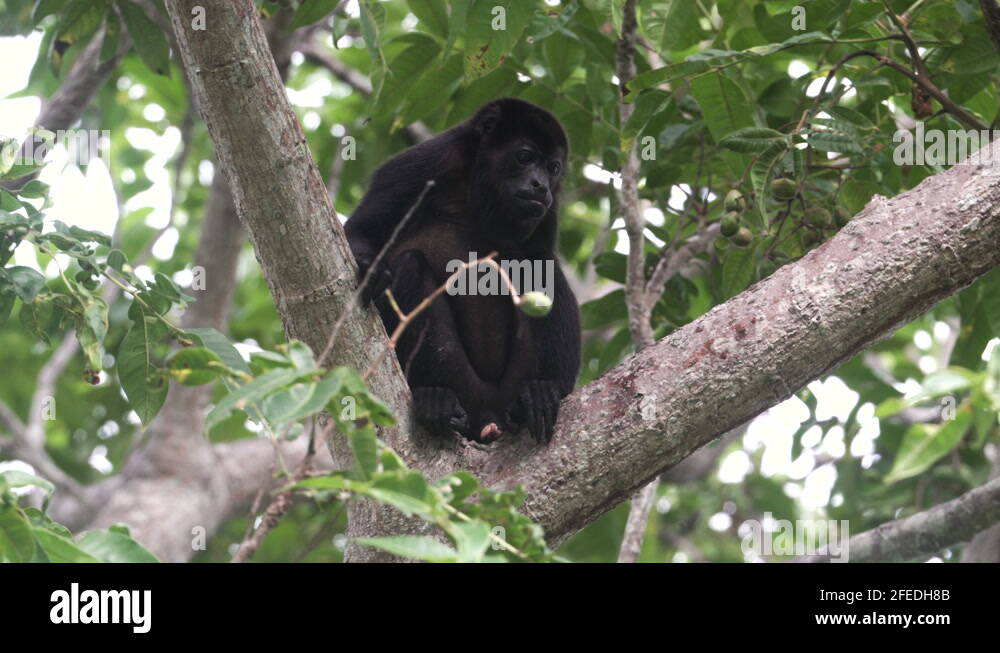 Male Black Howler Monkey Sitting And Scratching It's Back On The Tree ...