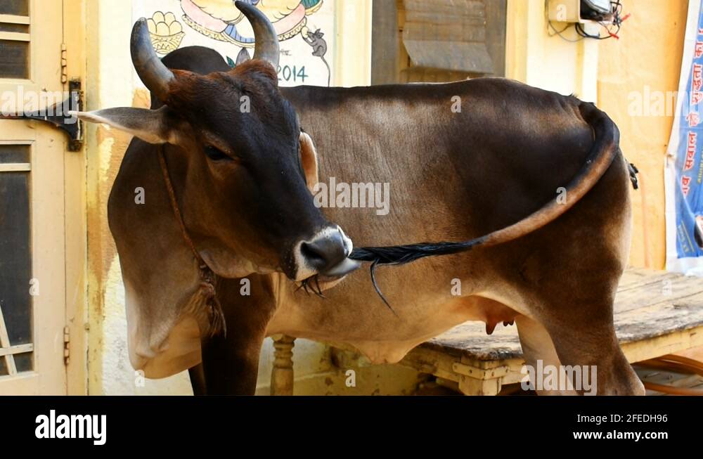 Cow sucking Stock Videos & Footage - HD and 4K Video Clips - Alamy