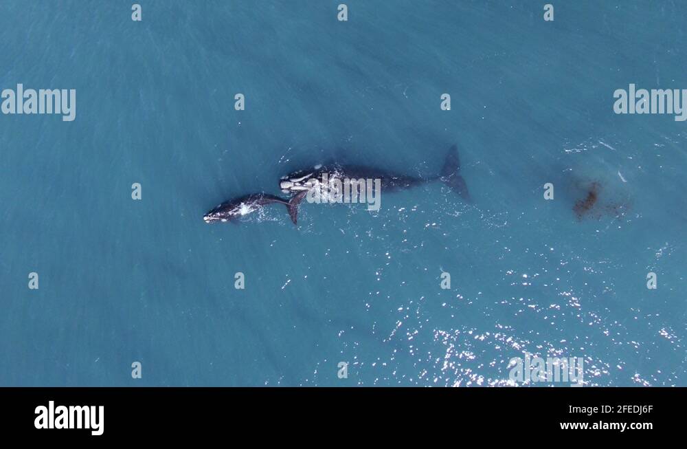 Giving birth at home birth Stock Videos & Footage - HD and 4K Video ...