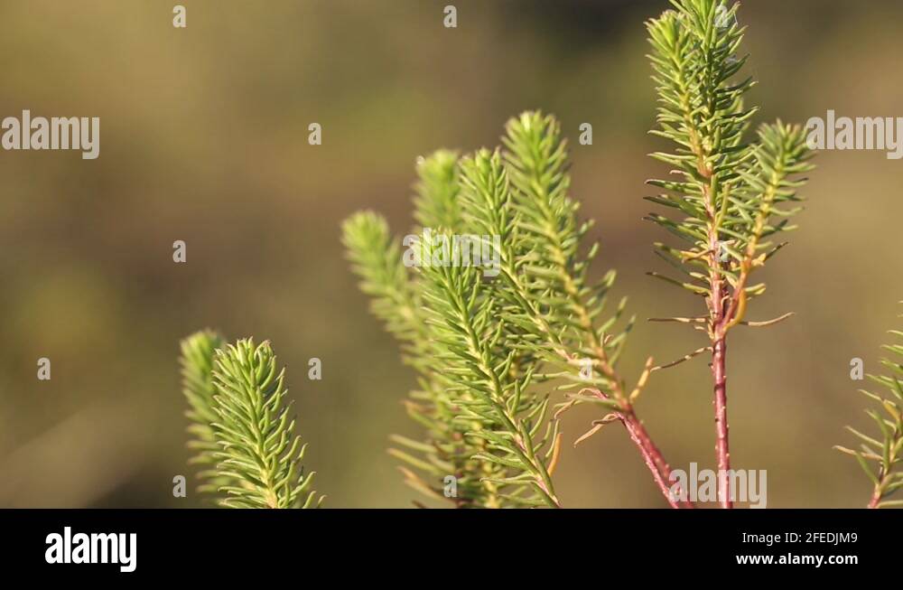 Native plant in america Stock Videos & Footage - HD and 4K Video Clips ...