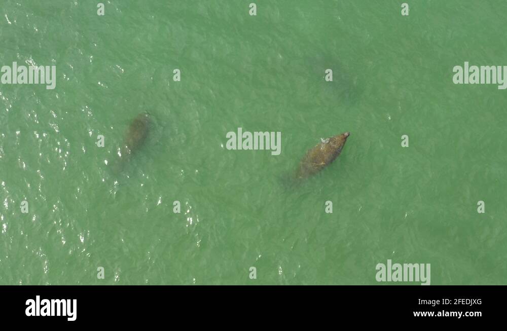 manatee with prop rash injury surfaces for air off florida Stock Video ...