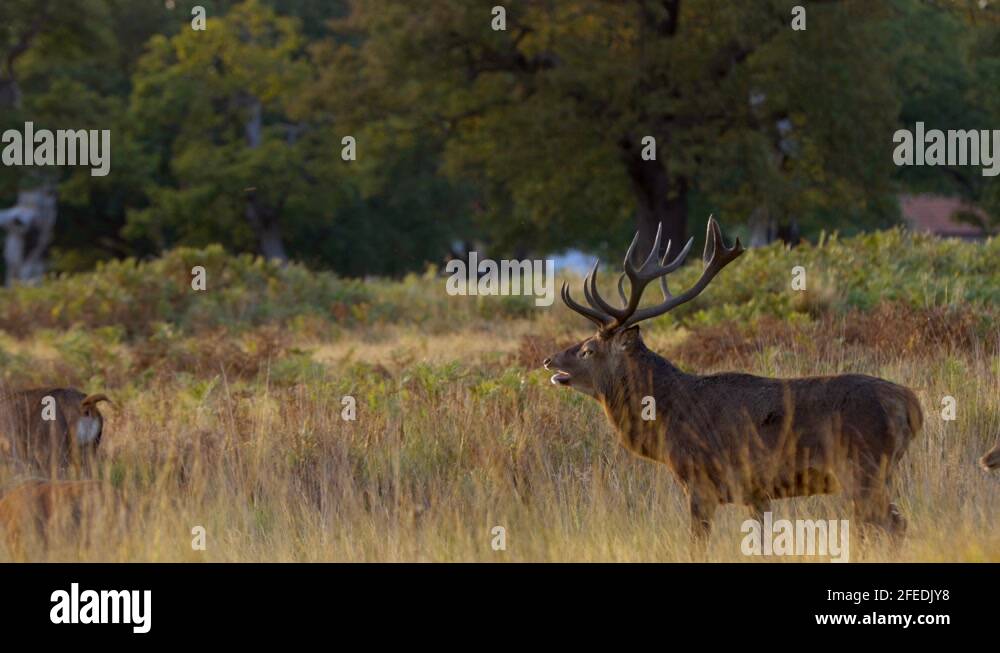 Stag hunting uk Stock Videos & Footage - HD and 4K Video Clips - Alamy