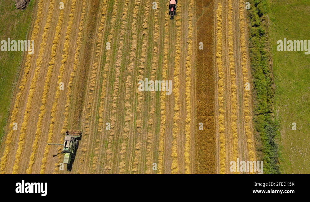 Ripe crops Stock Videos & Footage - HD and 4K Video Clips - Alamy