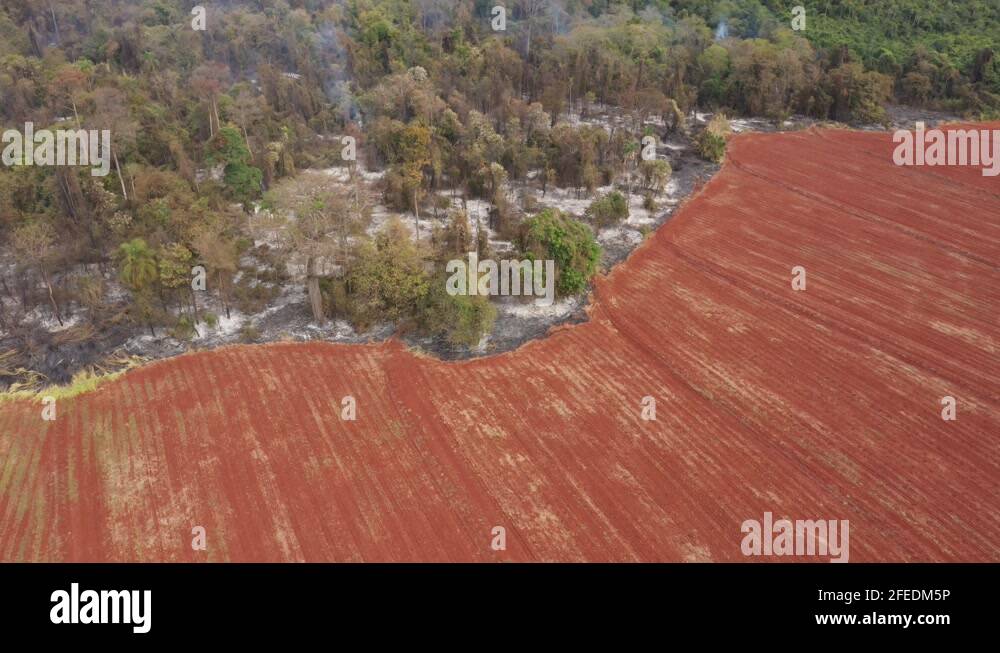 Cerrado deforestation Stock Videos & Footage - HD and 4K Video Clips ...