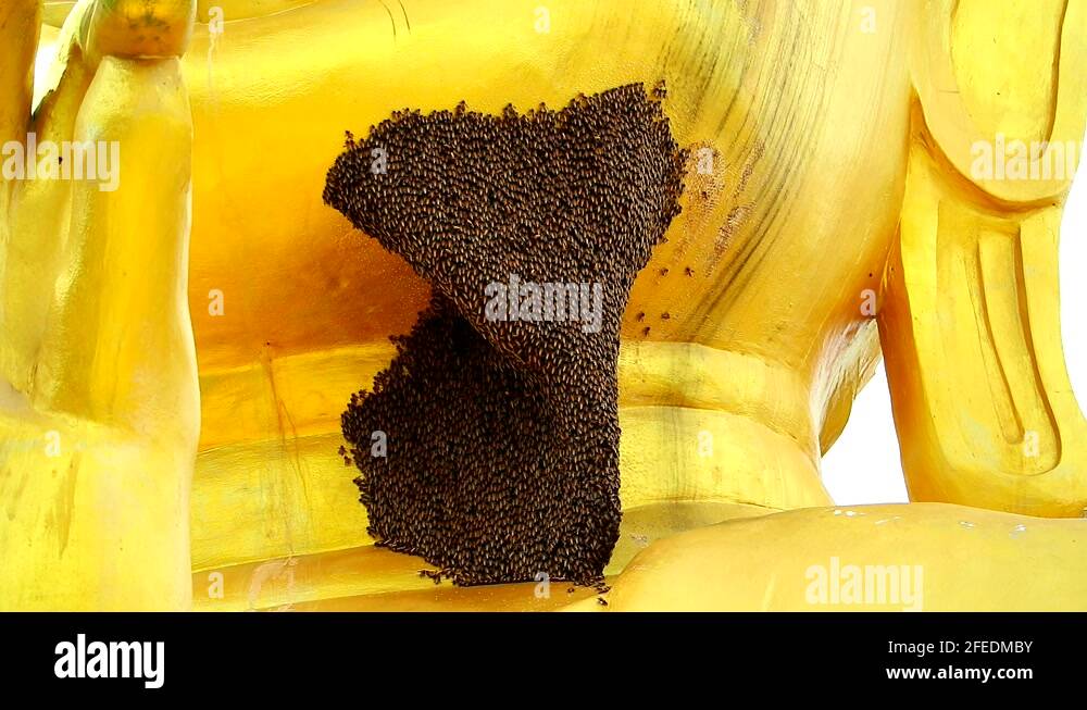 Animal with bee hive Stock Videos & Footage - HD and 4K Video Clips - Alamy