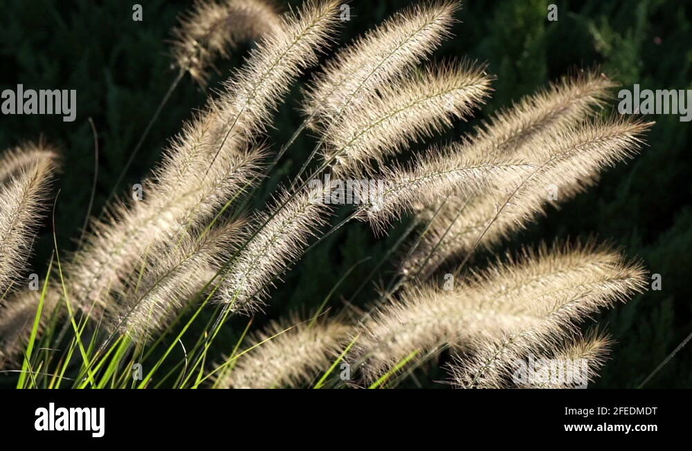 Ornamental grass plumes Stock Videos & Footage - HD and 4K Video Clips ...