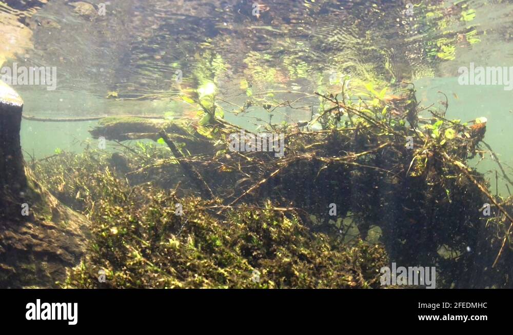 Algae mountain Stock Videos & Footage - HD and 4K Video Clips - Alamy