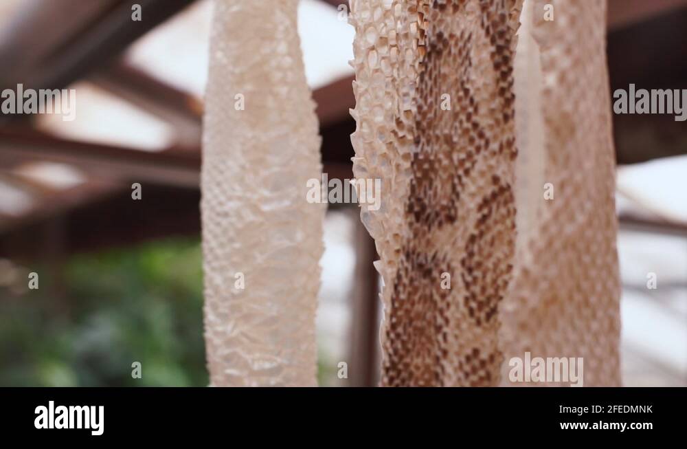 Molting skin snake Stock Videos & Footage - HD and 4K Video Clips - Alamy