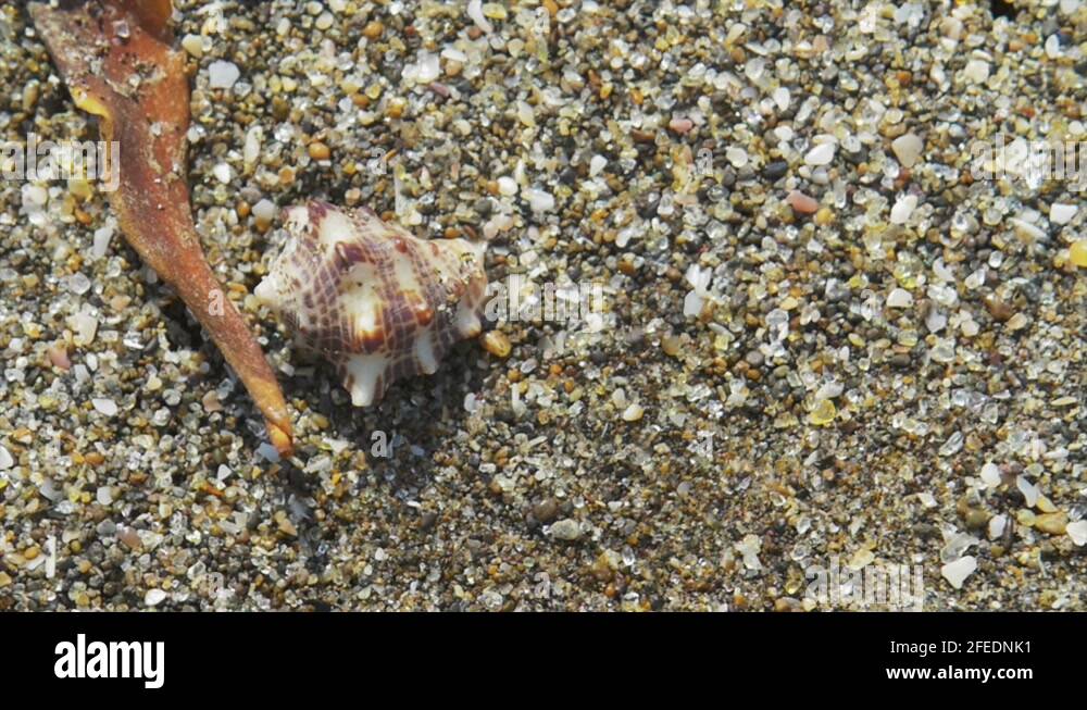 Anomuran Stock Videos & Footage - HD and 4K Video Clips - Alamy