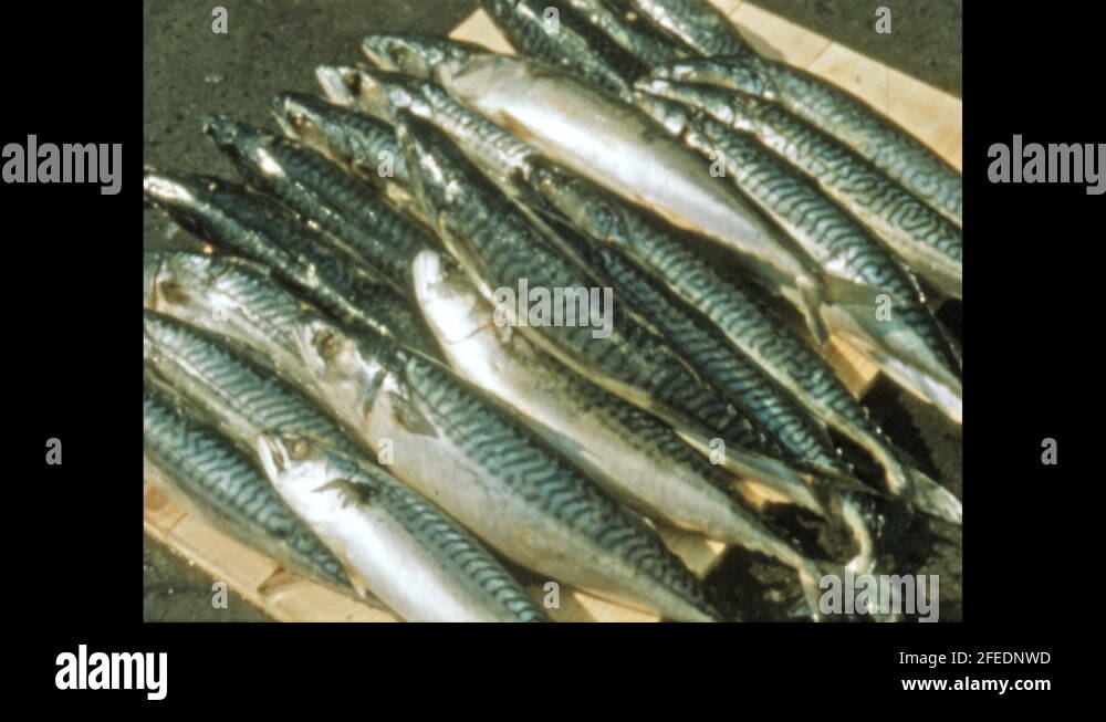 Pile of dead fish Stock Videos & Footage - HD and 4K Video Clips - Alamy