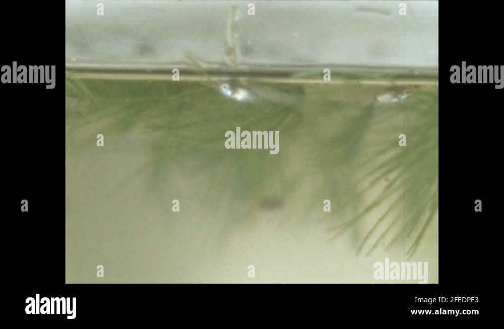 Translucent transparent Stock Videos & Footage - HD and 4K Video Clips ...