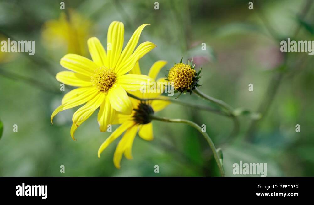 Helianthus tuberosus Stock Videos & Footage - HD and 4K Video Clips - Alamy