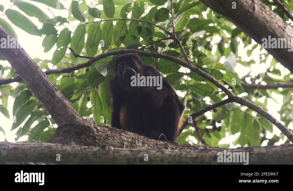 Monkey looking back Stock Videos & Footage - HD and 4K Video Clips - Alamy