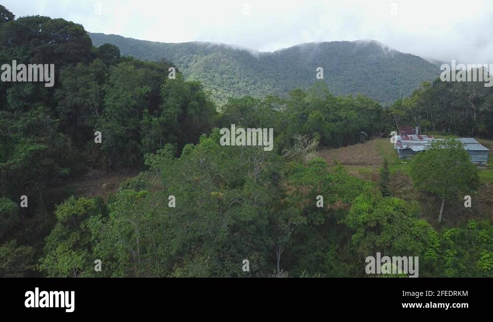 Drone ascends vertically from sunlit tree line to reveal cloud topped ...