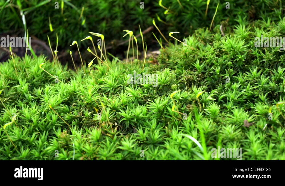 Moss structures Stock Videos & Footage - HD and 4K Video Clips - Alamy