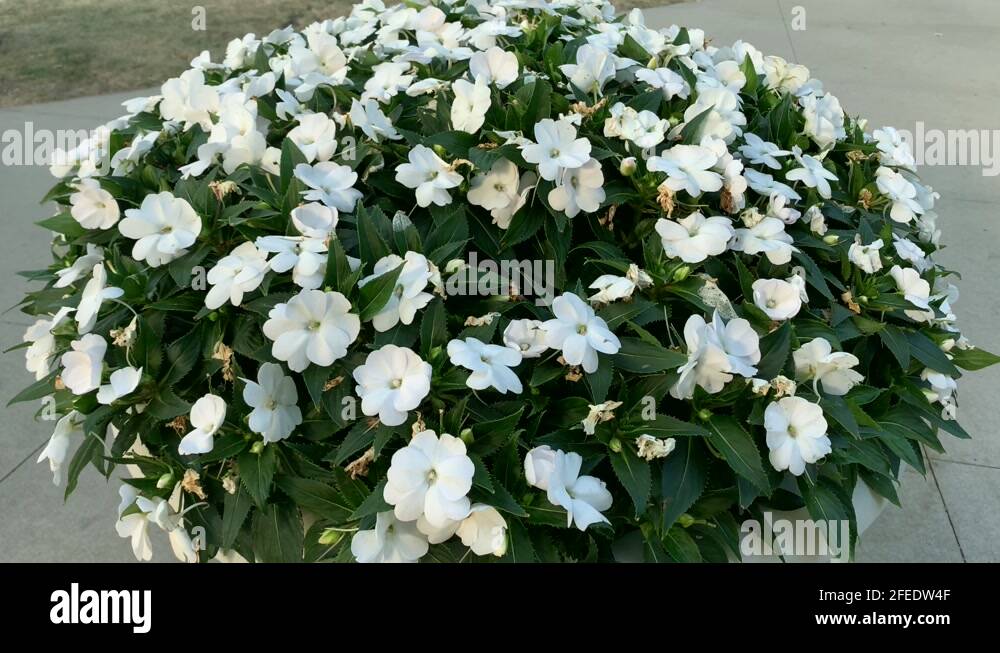 Garden rose in pot Stock Videos & Footage - HD and 4K Video Clips - Alamy