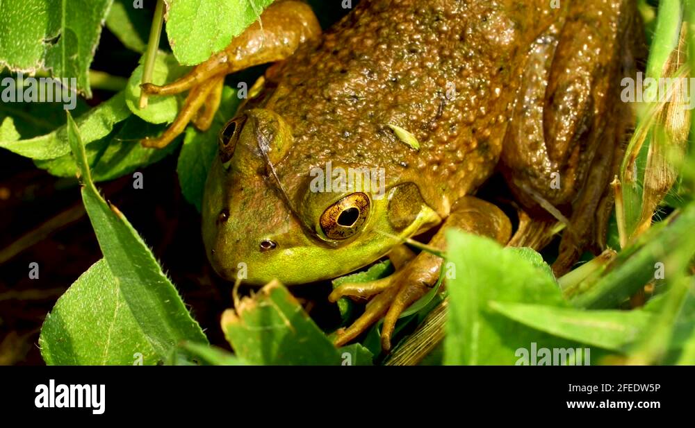 Frog in grass Stock Videos & Footage - HD and 4K Video Clips - Alamy