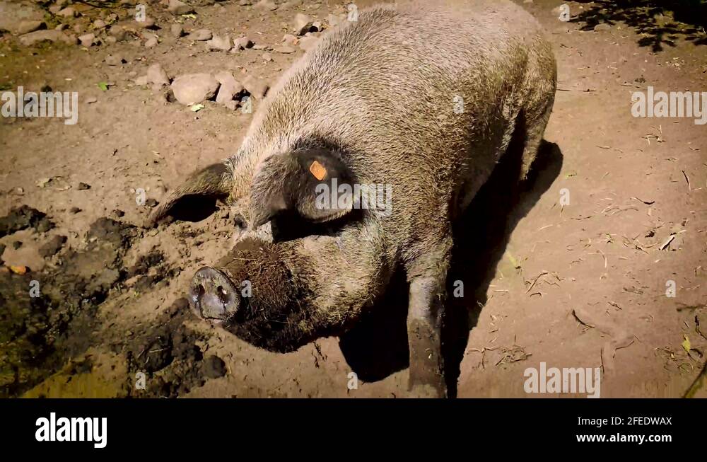 Pig big ears Stock Videos & Footage - HD and 4K Video Clips - Alamy