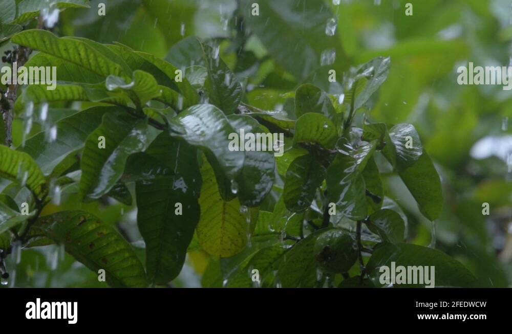 Water guava Stock Videos & Footage - HD and 4K Video Clips - Alamy