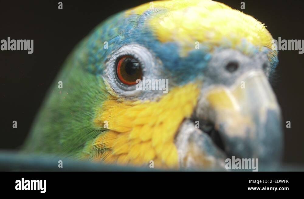 Parrots face Stock Videos & Footage - HD and 4K Video Clips - Alamy