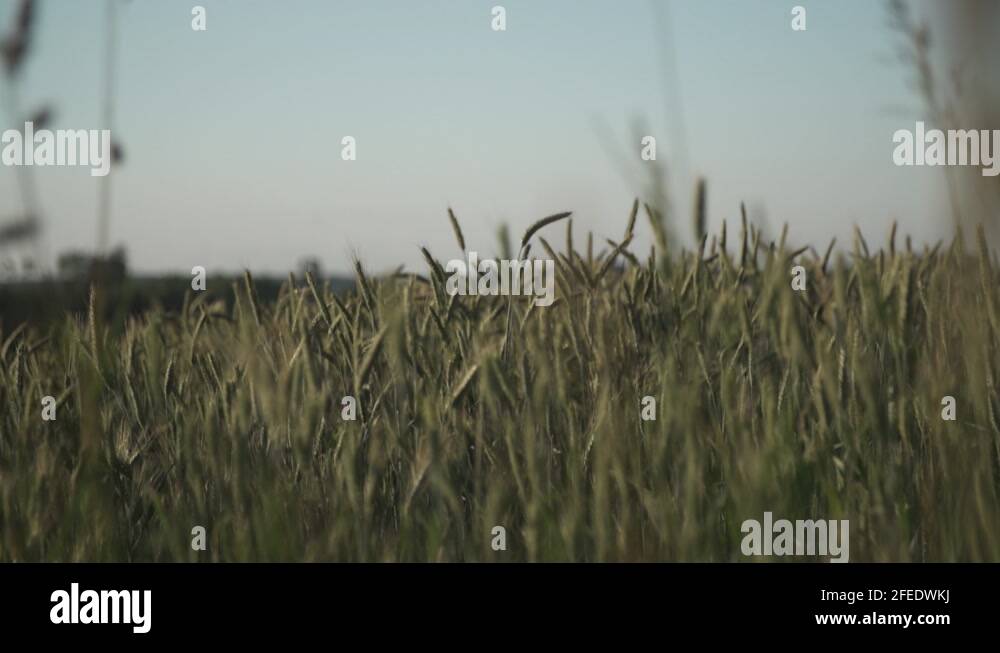 Waving wheat Stock Videos & Footage - HD and 4K Video Clips - Alamy