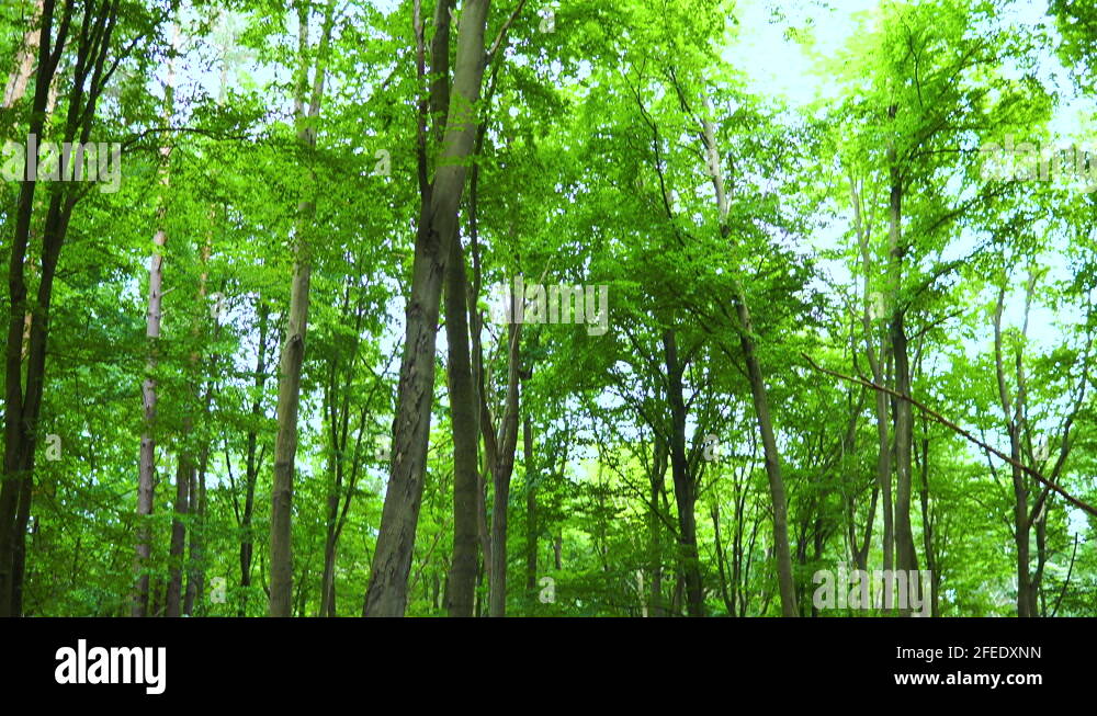 Top down Forest background, long green trees with green leaves and path ...