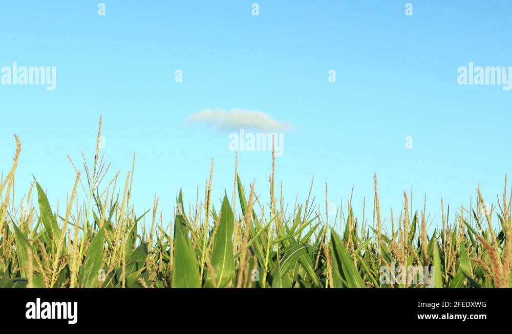 Strong blue colour Stock Videos & Footage - HD and 4K Video Clips - Alamy